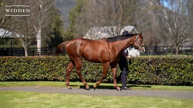 Anders - Stallion | Breednet