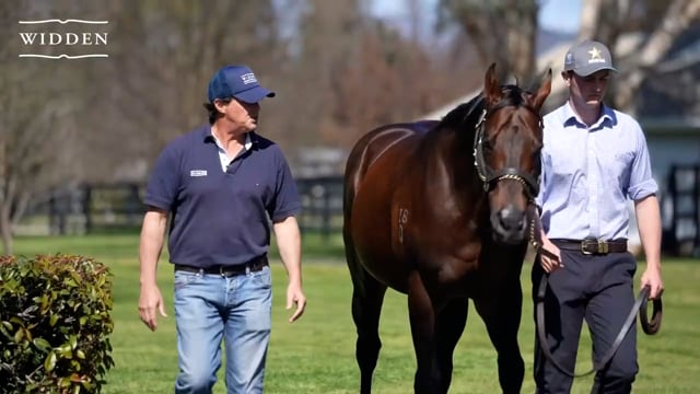 Zoustar - Stallion | Breednet