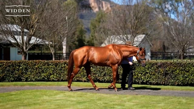 Written By - Stallion | Breednet