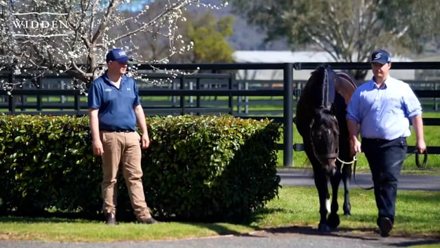 Supido - Stallion | Breednet