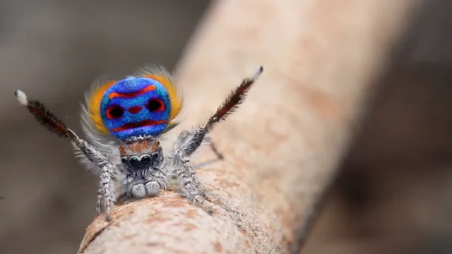 Peacock Spider Dance