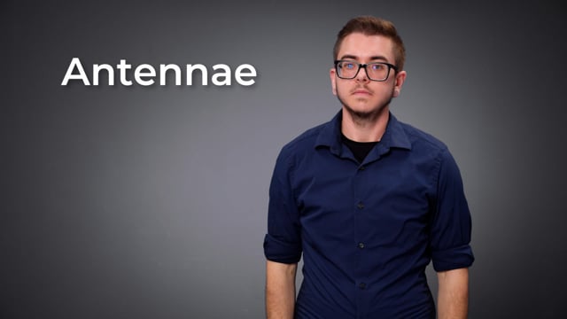 Antennae | SEE Signs ESC Region 13