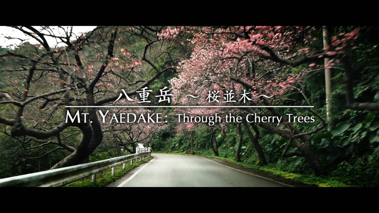 Mt. Yaedake: Through the Cherry Trees on Vimeo