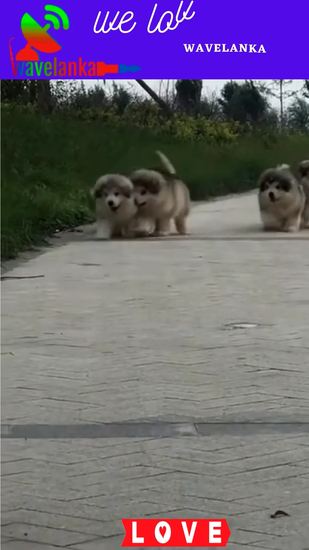 dog playing Videos 2021 HD videos | we love dogs #shorts on Vimeo