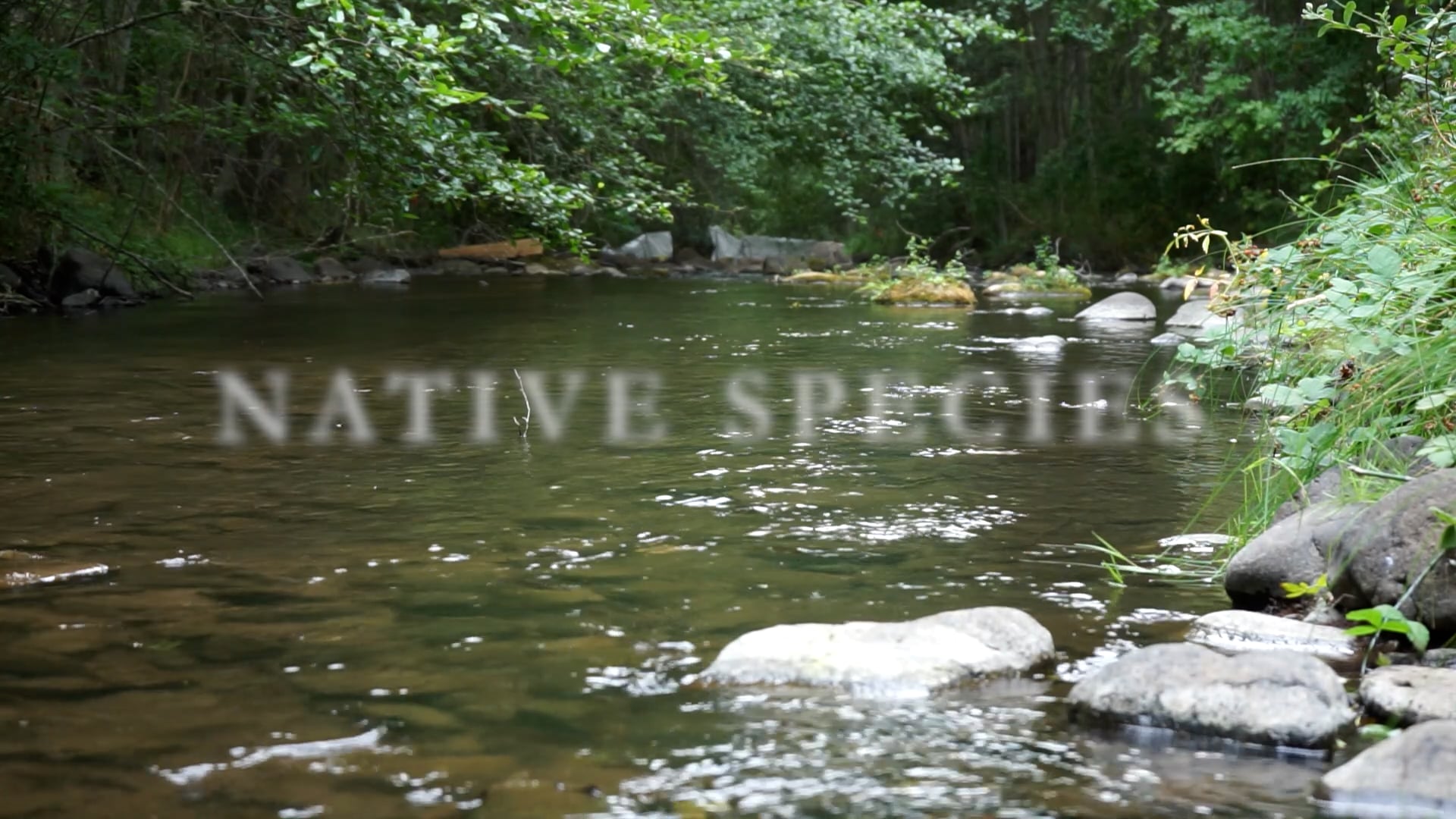 Common Native and Invasive Streamside Plants on Vimeo