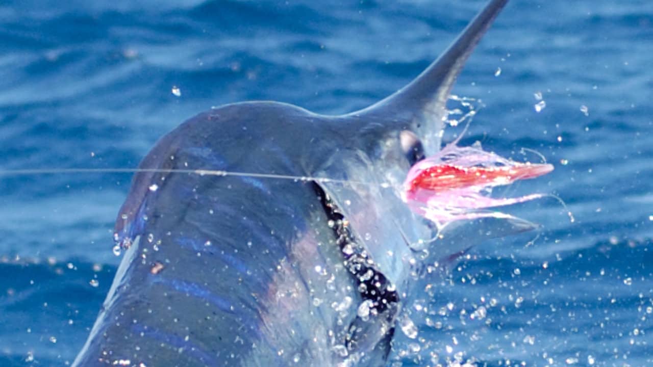 Striped marlin caught on 20# fly fishing tackle on Vimeo