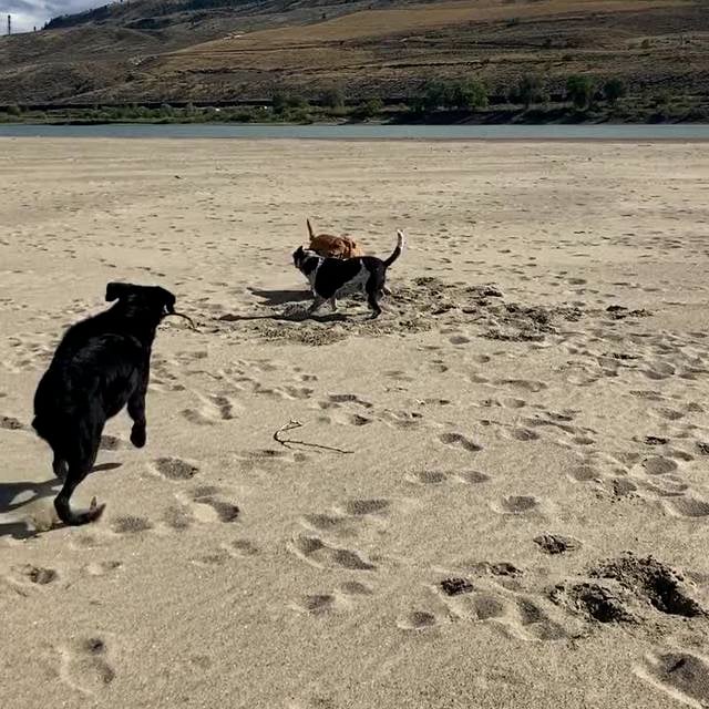 Dog on Vimeo