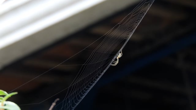 Insect Spider Hunter - Free video on Pixabay