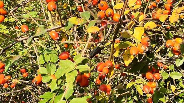 Rosa Selvagem Fruta Vitaminas - Free video on Pixabay - Pixabay