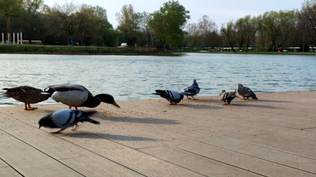 Ducks, Duck, Dove. Free Stock Video - Pixabay