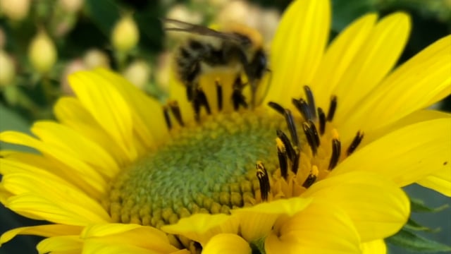 Abelha Inseto Natureza - Free video on Pixabay - Pixabay