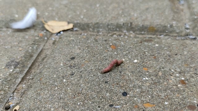 Nature, Worm, Crawl. Free Stock Video - Pixabay