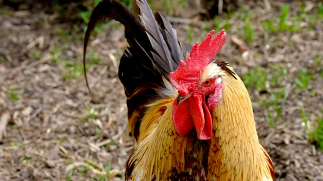 Faucet Cockscomb Bird - Free video on Pixabay