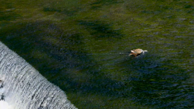 Duck Water Waterfall Free Stock Video - Pixabay