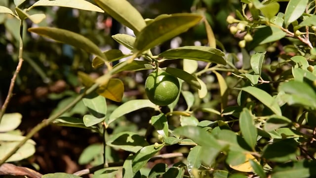 Citron Fleur Feuilles - Free video on Pixabay - Pixabay