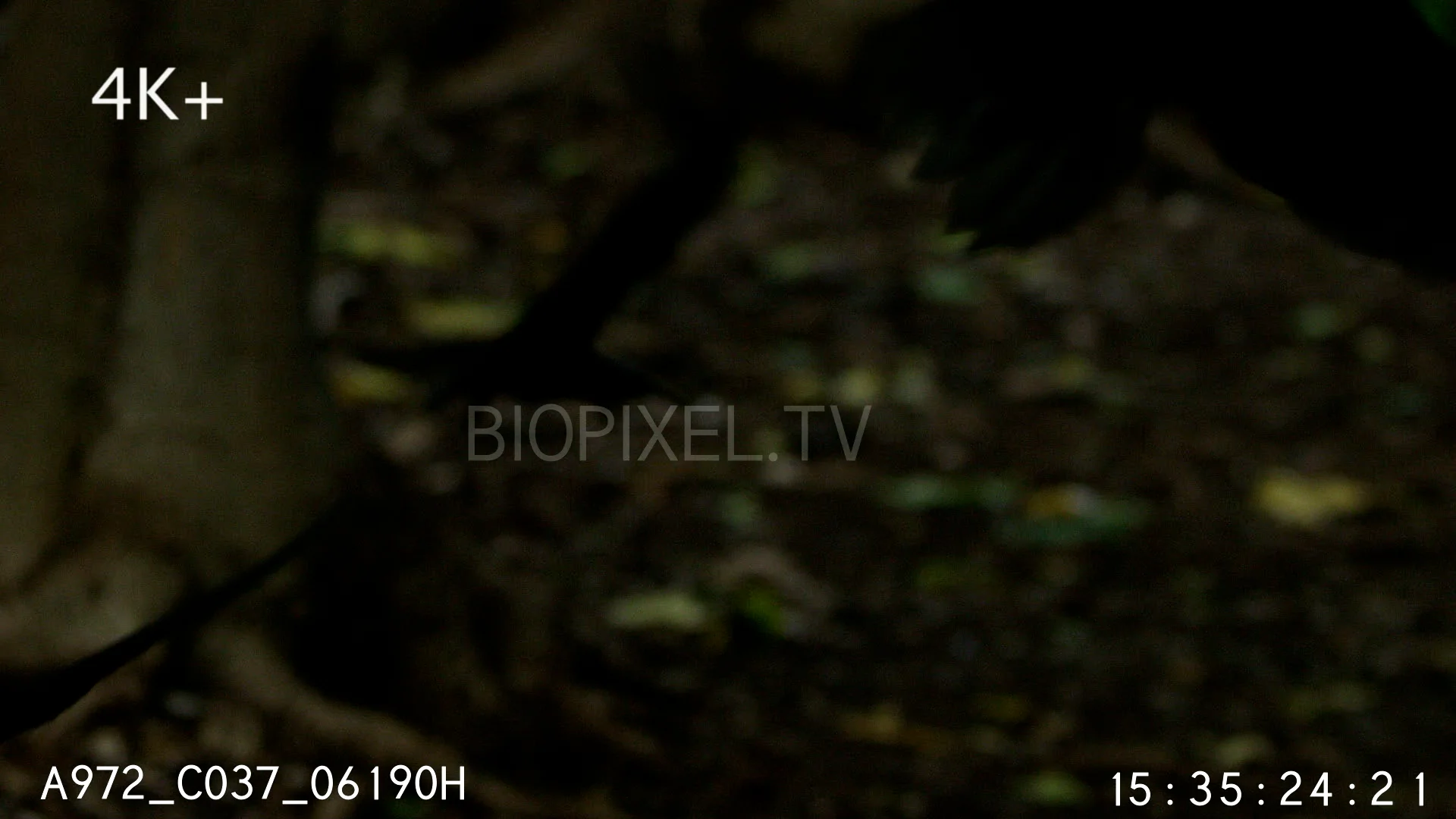 4K Birds Terns - White capped noddies flying through Pisonia forest on ...