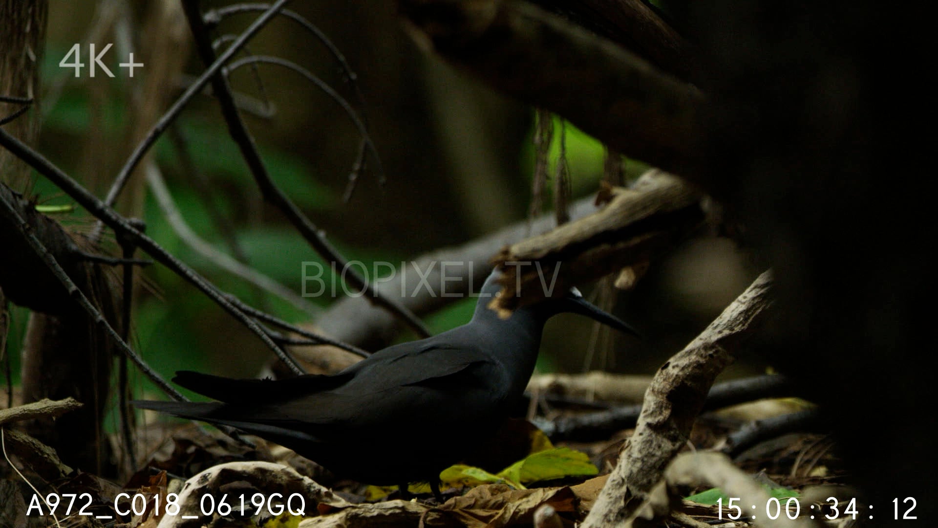 4K Birds Terns - Male white capped noddy picking up leaves 4K+ 2.mov on ...