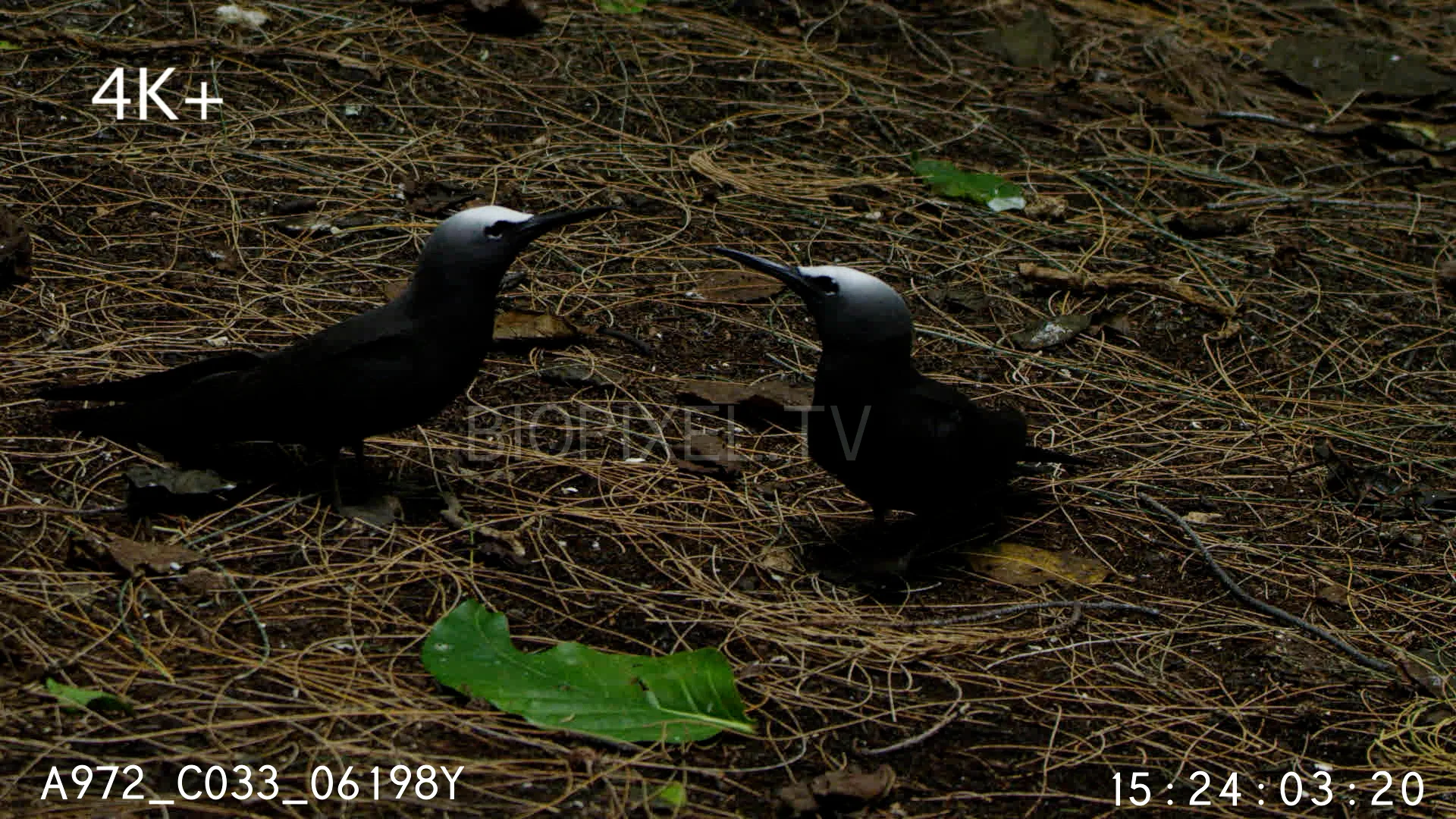 4K Reproduction Birds - Male white capped noddy picking up leaves 4K+ 3 ...