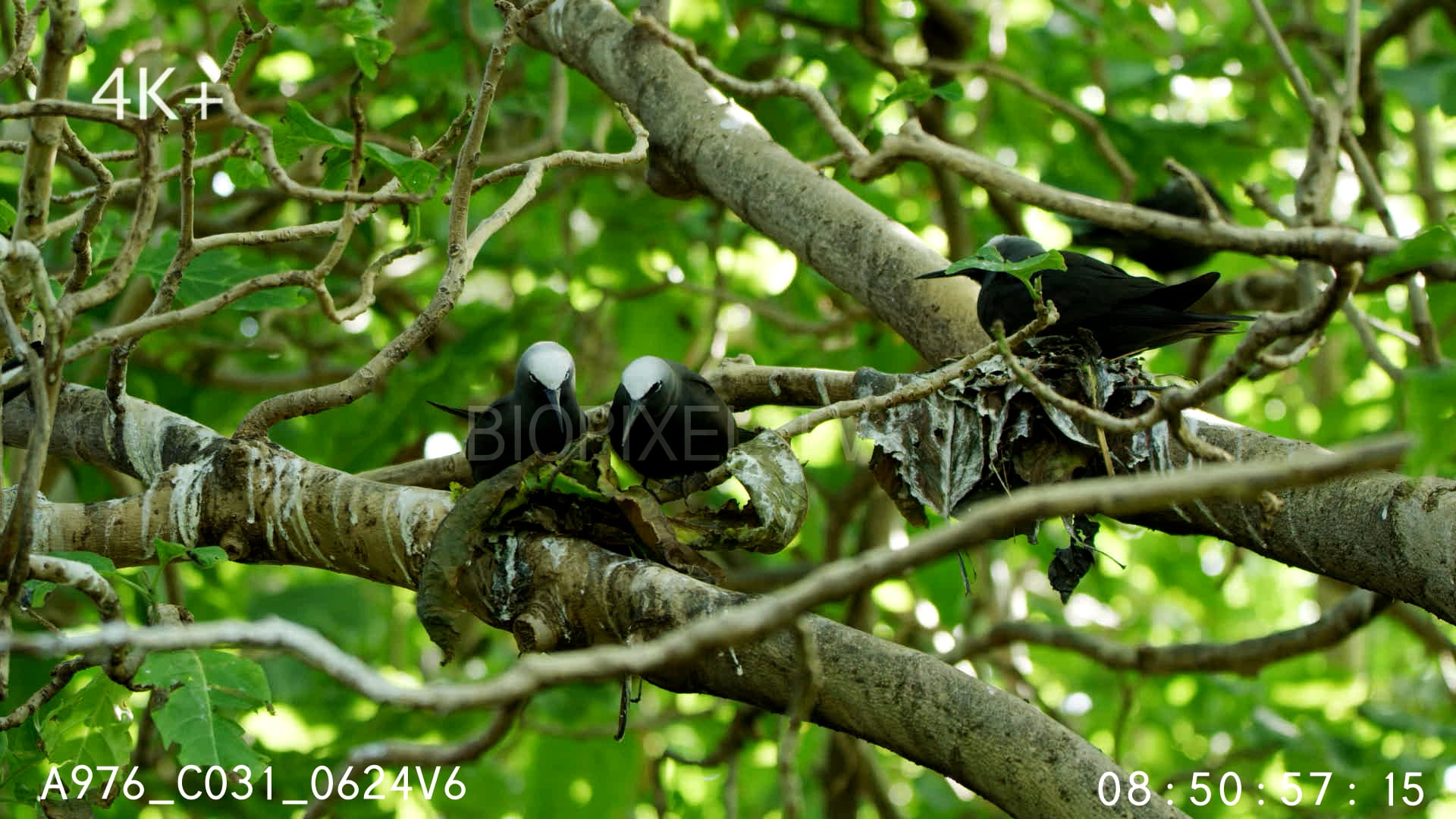 4K Birds Terns - Female white capped noddy building nest with leaves ...