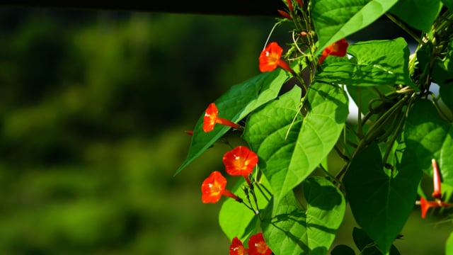 Flower, Plant, Leaves. Free Stock Video - Pixabay