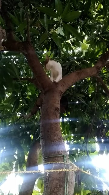 Indian Village Cat White Cat Free Stock Video - Pixabay