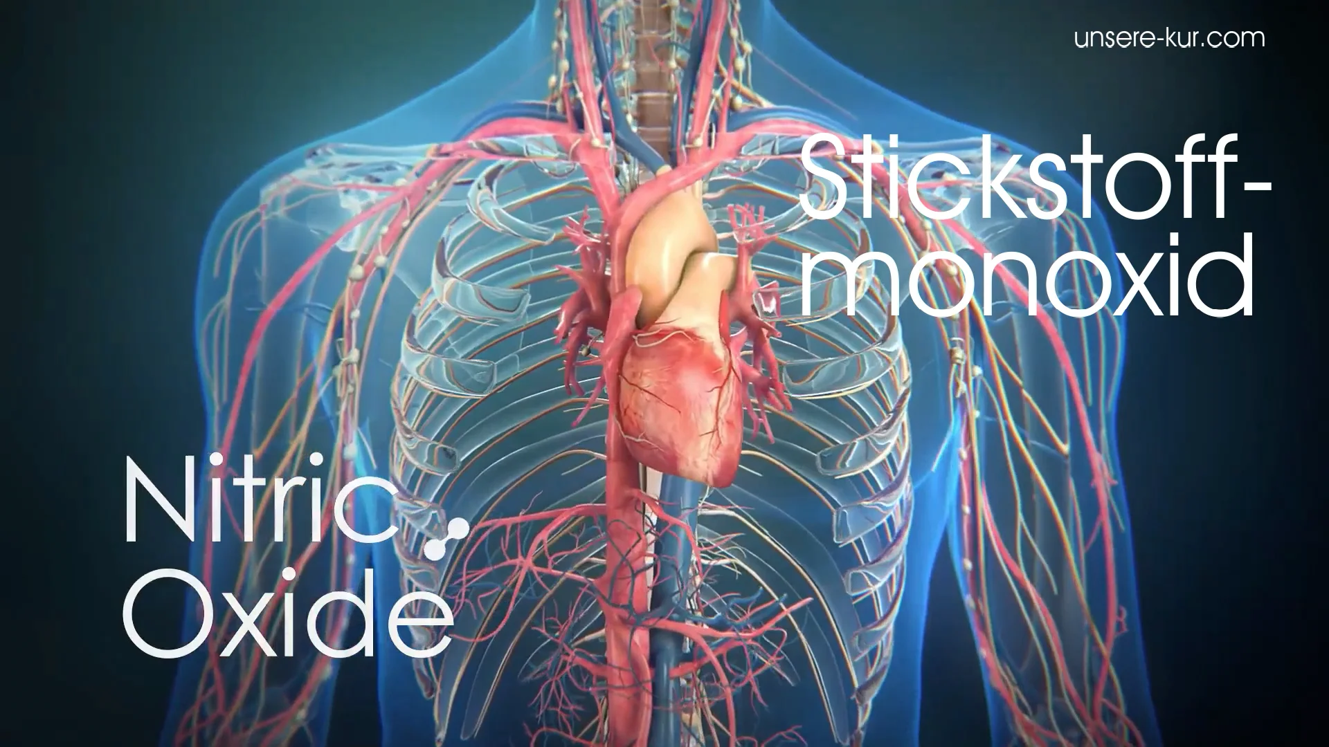 Die Bedeutung von Nitric Oxide (Stickstoffmonoxid) in 1 Min. erklärt