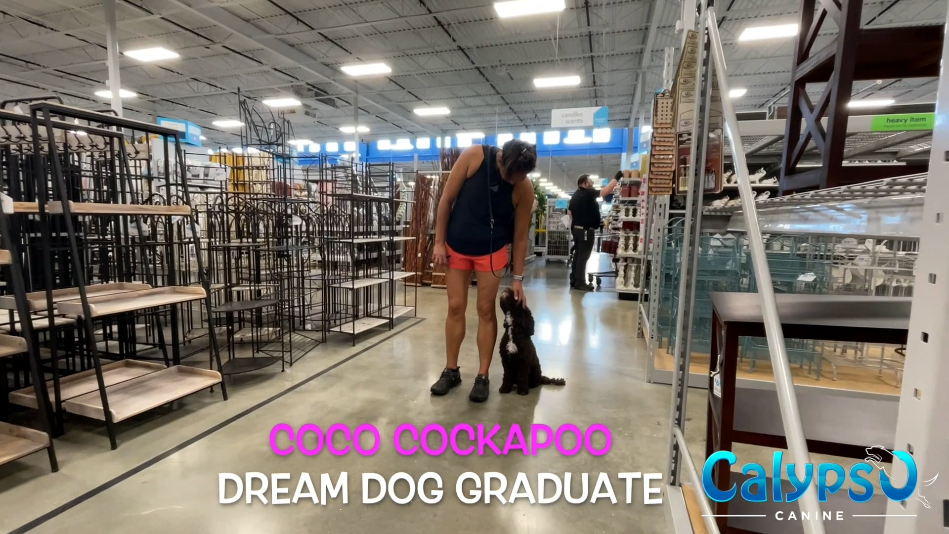 Coco the Cockapoo on Vimeo