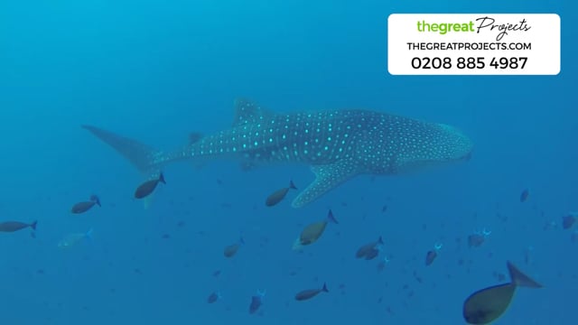 Whale Shark Conservation Projects | The Great Projects