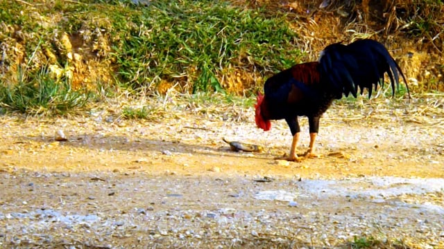 Animal, Chicken, Eat. Free Stock Video - Pixabay