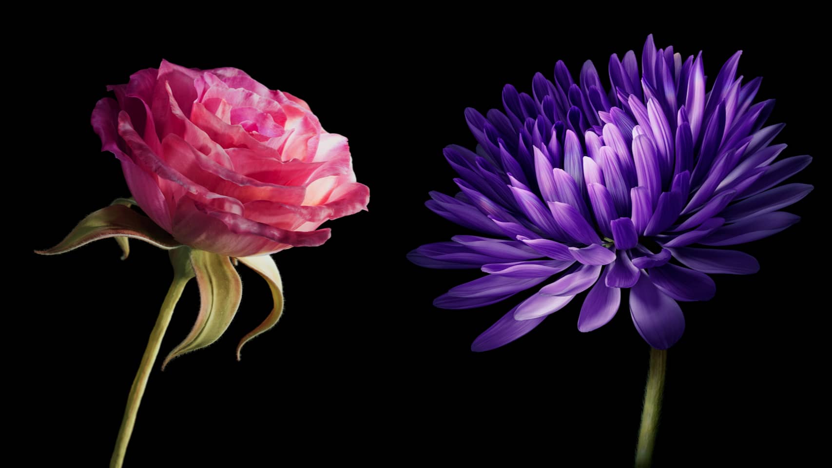Blooming Flowers on Vimeo