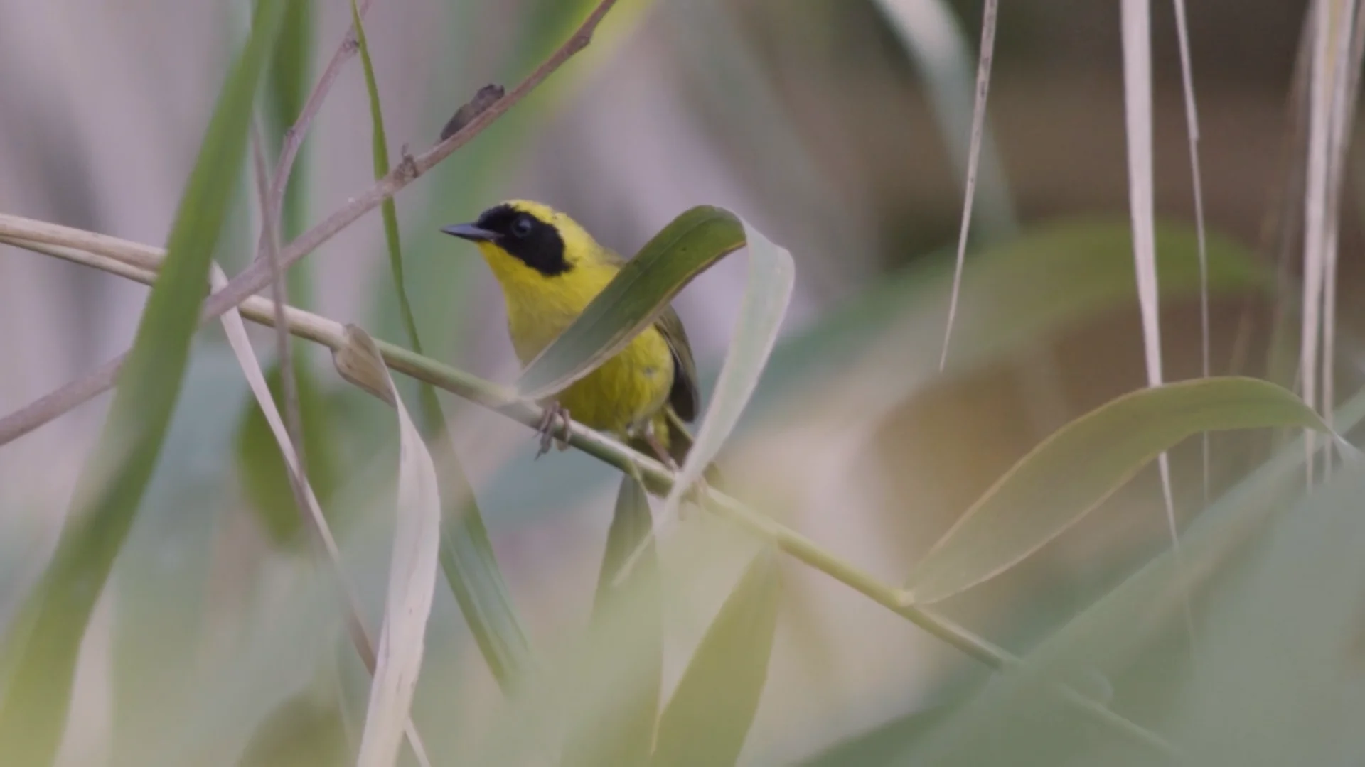 Mascarita Peninsular: El Tesoro del Oasis