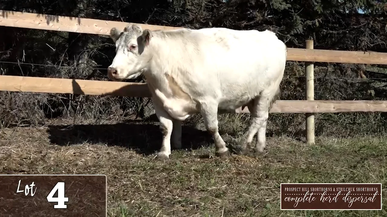 Lot 04 - Prospect Hill and Strilchuk 2021 on Vimeo