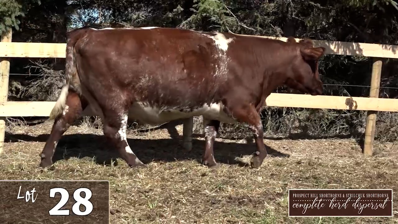 Lot 28 - Prospect Hill and Strilchuk 2021 on Vimeo
