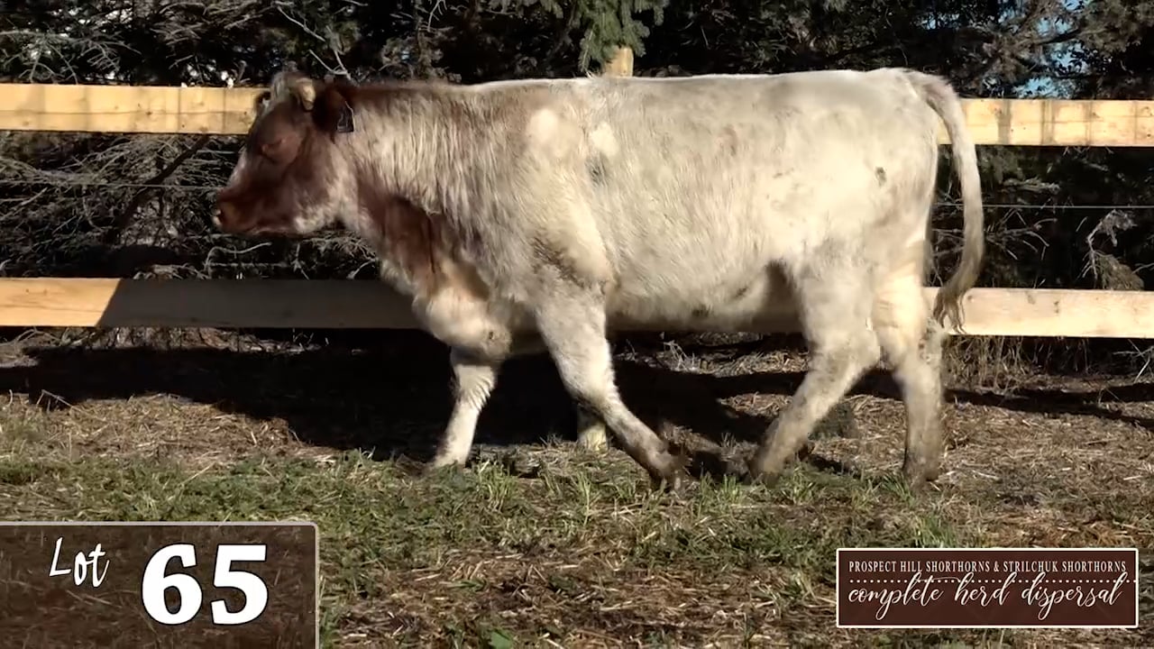 Lot 65 - Prospect Hill and Strilchuk 2021 on Vimeo