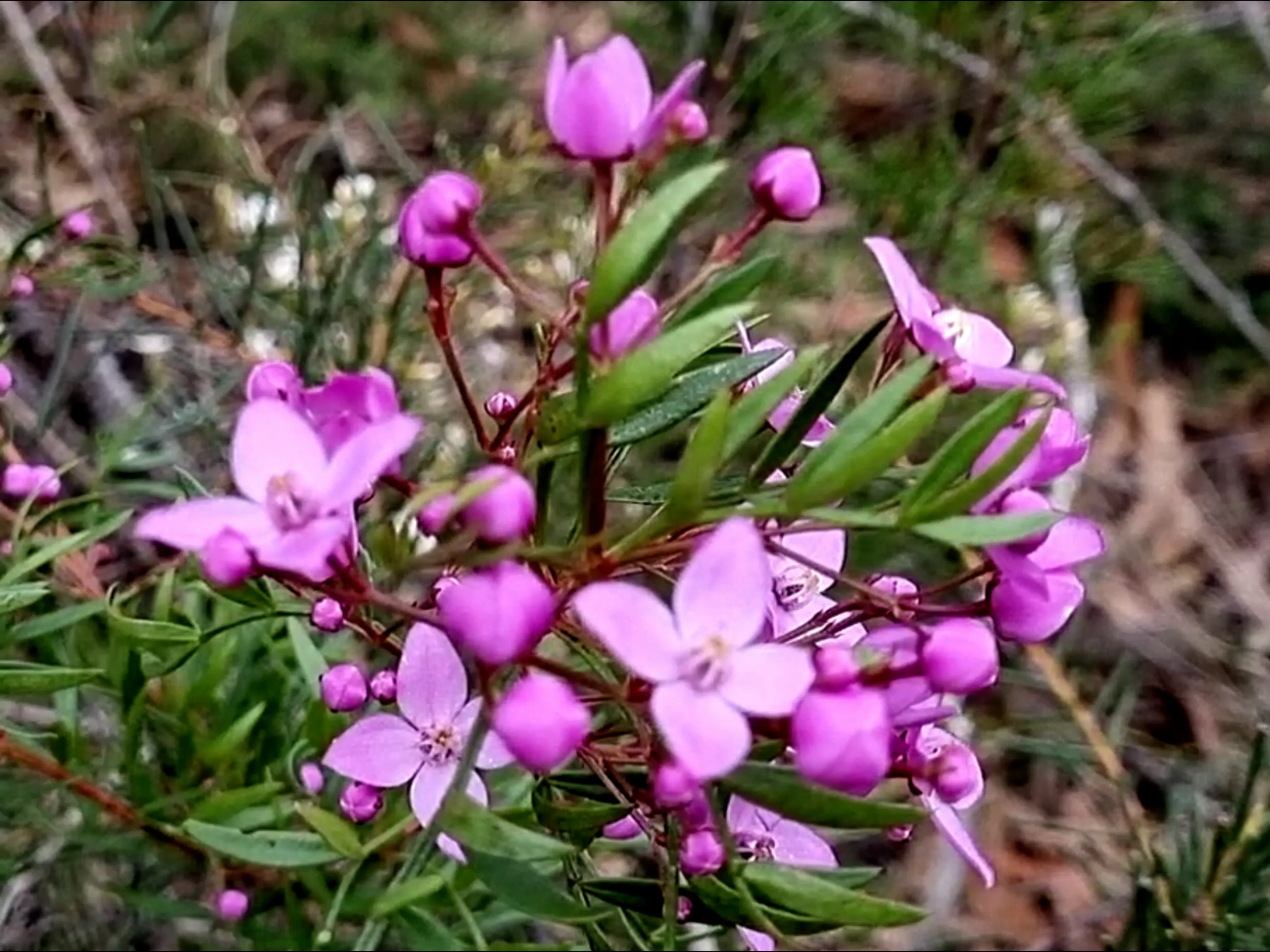 A walk in the Australian bush - Spring wildflowers on Vimeo
