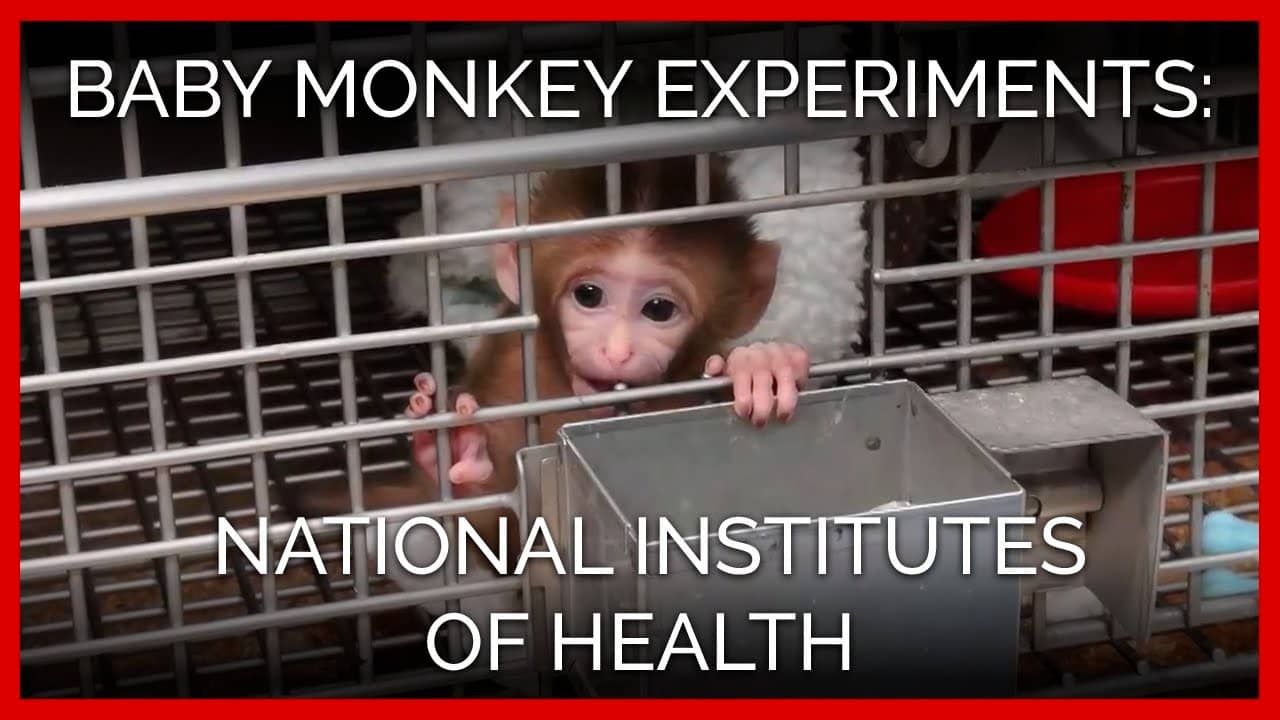 Baby Monkey Experiments Exposed: National Institutes of Health on Vimeo