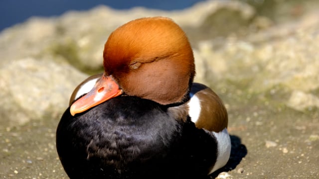 Pato Multicolor Pájaro Ave - Free video on Pixabay