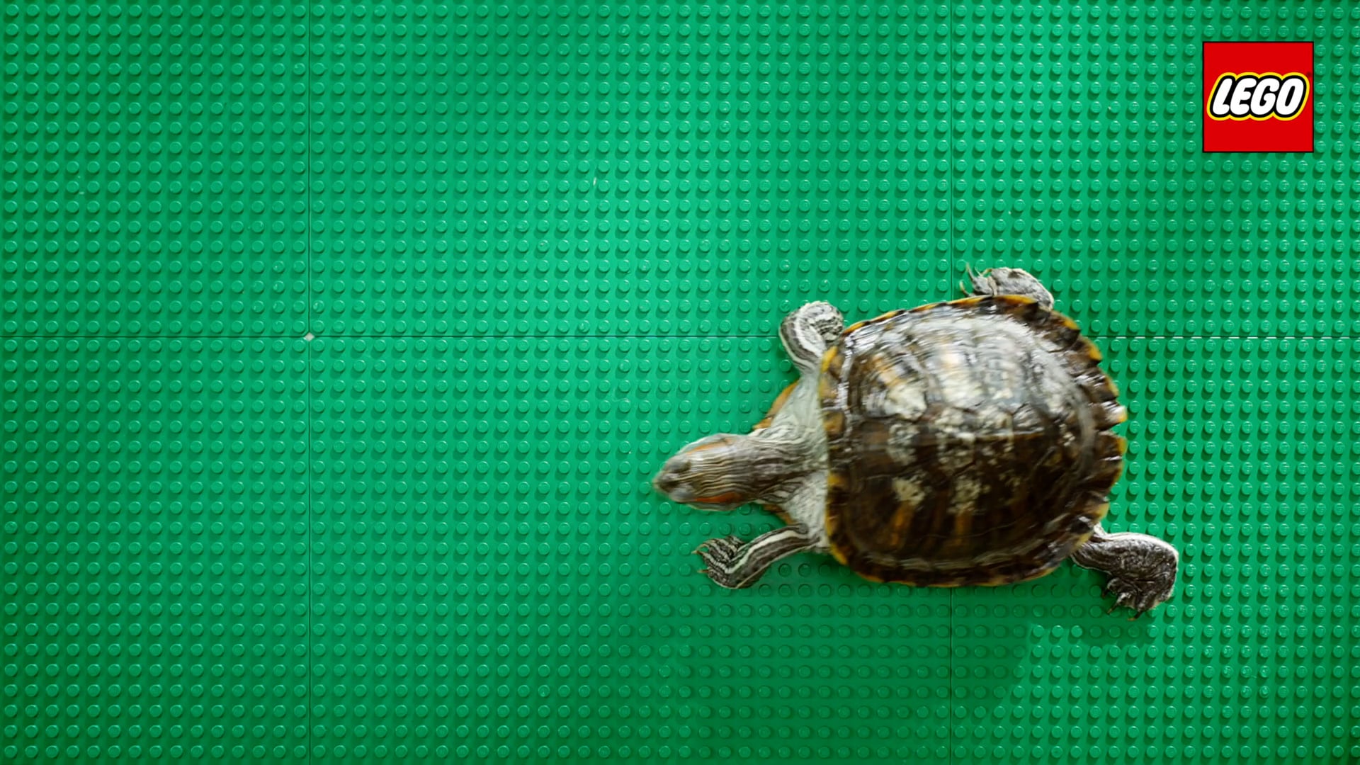 LEGO - Rebuild The World "Turtle Balcony" | Videos & Movies on Vimeo