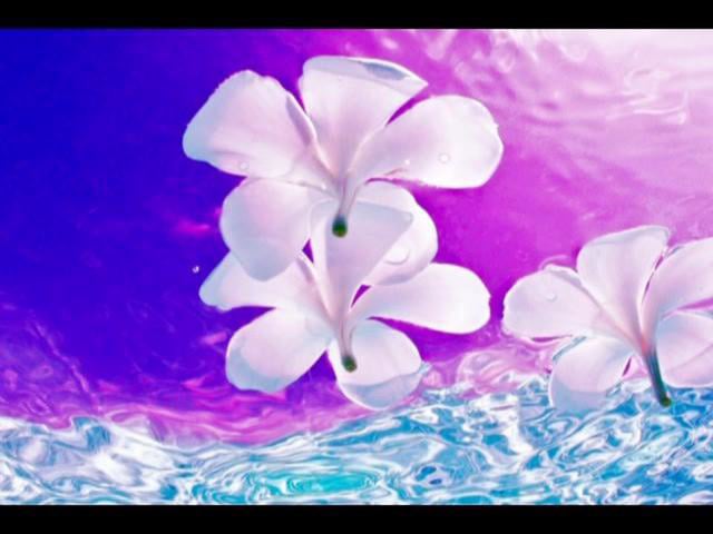 Relaxing romantic slide-show FLOWERS on Vimeo