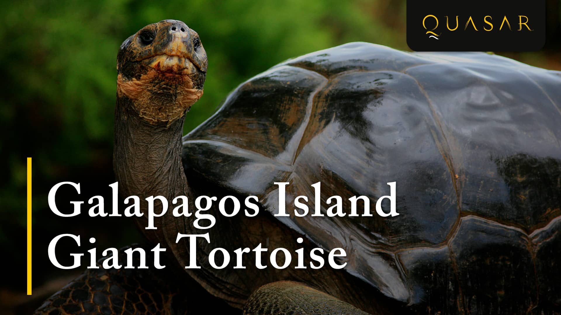 Galapagos Giant Tortoise - The Saddled Backed Tortoises on Vimeo