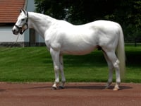 Tapit