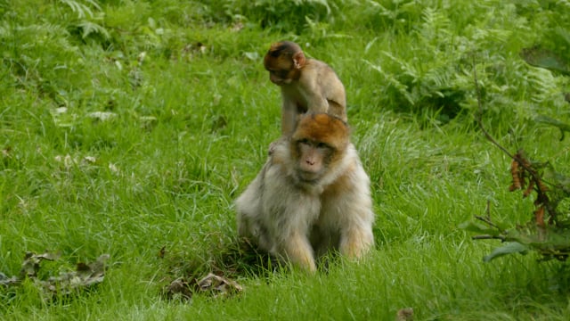 Barbary Macaque Ape Monkey - Free video on Pixabay
