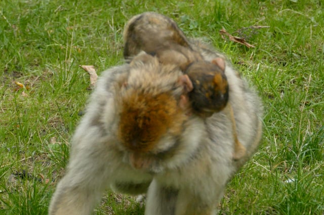 Mono Macaca Sylvanus Primate Fauna - Free video on Pixabay - Pixabay