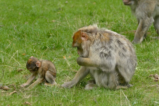 Mono Macaca Sylvanus Primate Fauna - Free video on Pixabay - Pixabay