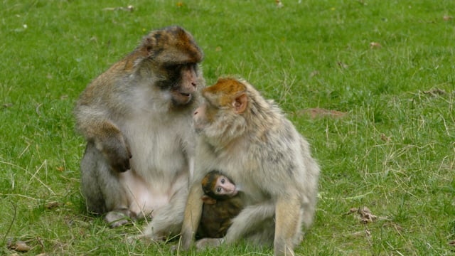 Monkey Barbary Macaque Ape - Free video on Pixabay