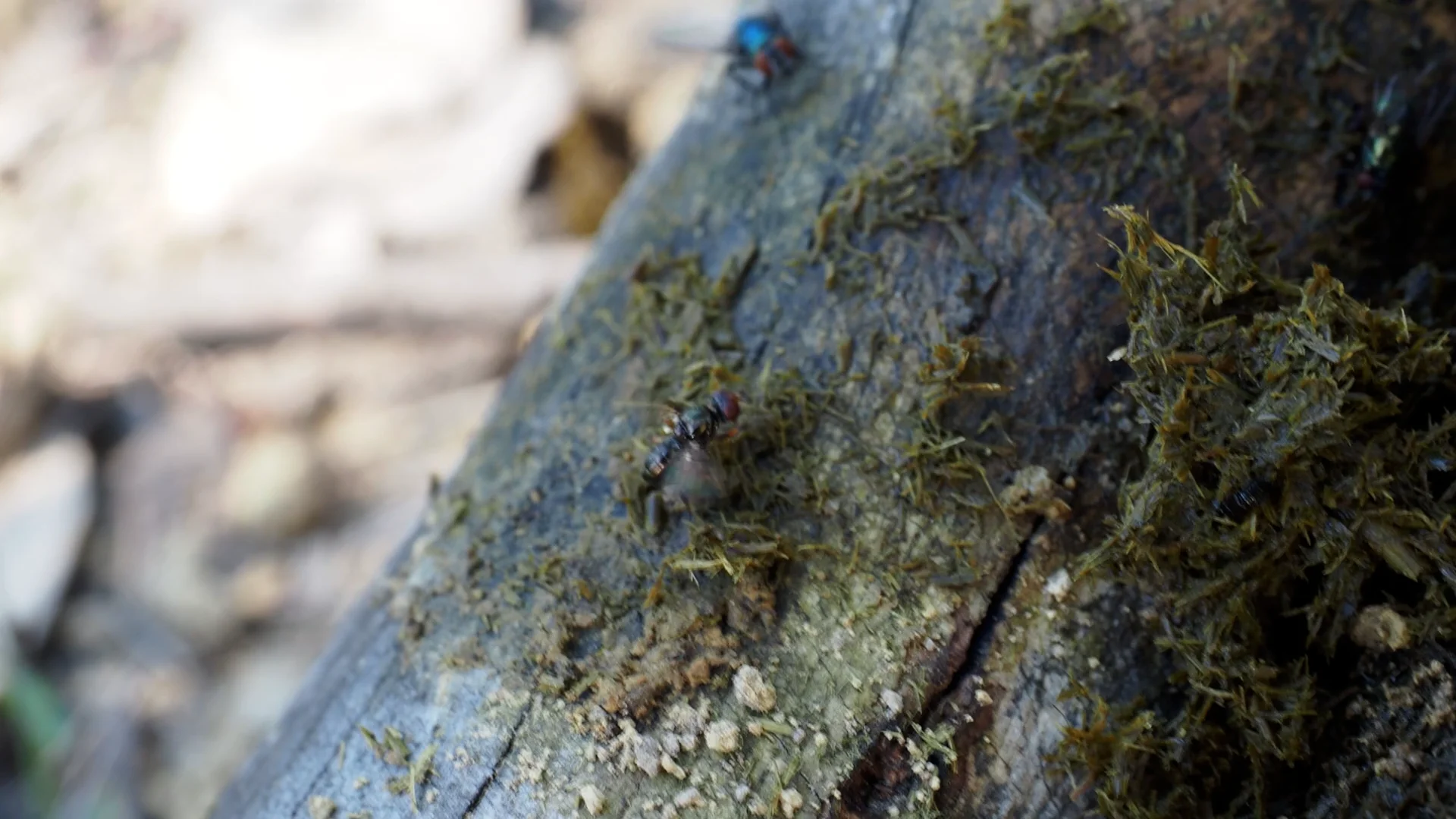 Flies attracted to wombat dung on Vimeo