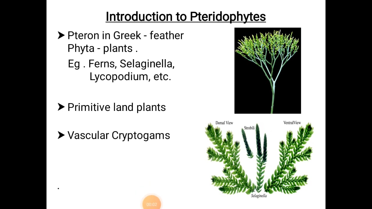 Introduction and general characters with classification of ...
