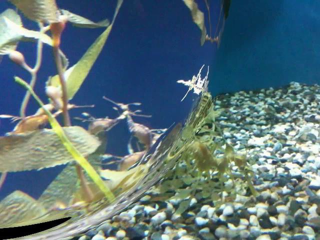 Dancing Fish on Vimeo