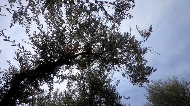 Olive Tree, Rhodes, Greeks. Free Stock Video - Pixabay