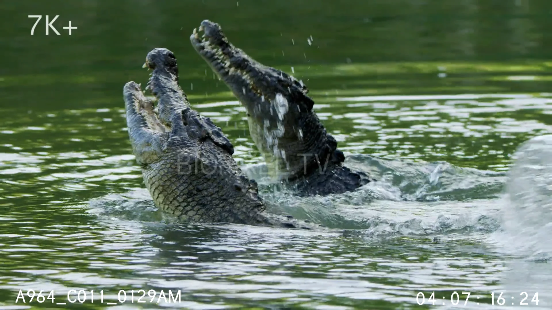 Crocodile - Two saltwater crocodiles fighting 7K+.mov on Vimeo
